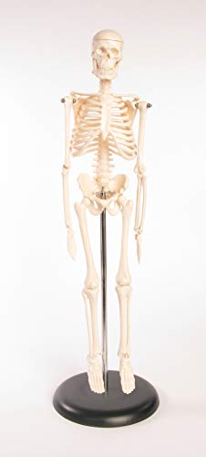 American Educational Skeleton Model, 17" Height