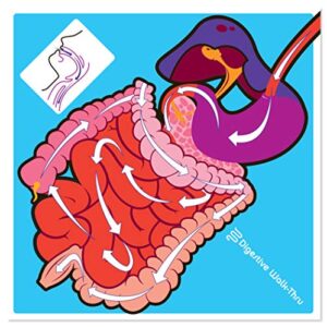 american educational vinyl pvc digestive system walk-thru mat, 70" length x 70" width