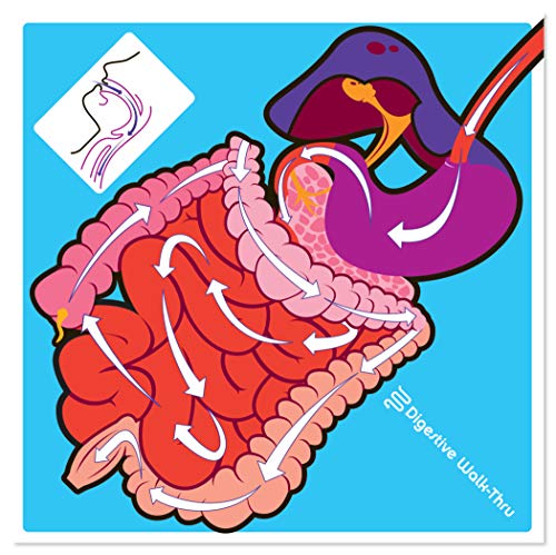 American Educational Vinyl PVC Digestive System Walk-Thru Mat, 70" Length x 70" Width