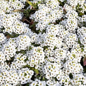 outsidepride lobularia maritima alyssum sweet drought & heat tolerant wild flowers - 5000 seeds