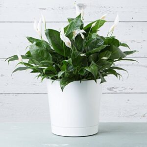 Novelty Majestic Full Depth Cylinder Pot, Glossy White, 12-Inch (10122)