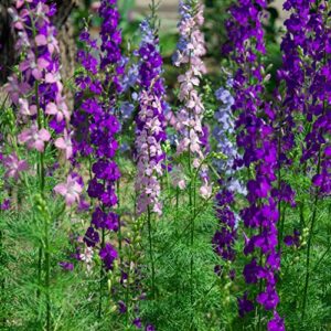 outsidepride delphinium larkspur rocket wild flowers - 1000 seeds