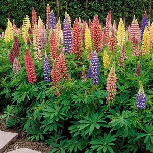 outsidepride perennial russells lupine wild flower mix & butterflies & hummingbirds - 500 seeds