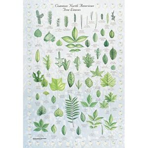 leaf identification chart