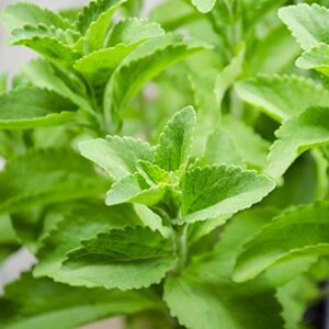 Outsidepride Perennial Stevia Sweetleaf Herb Garden Plant Sugar Substitute & Sweetener Alternative - 50 Seeds