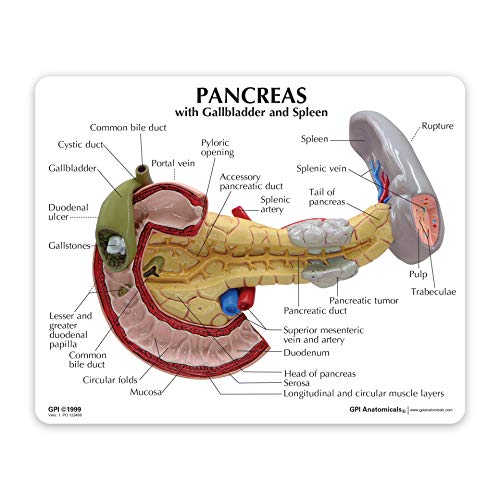 GPI Anatomicals - Human Anatomy Model of Pancreas with Gallbladder and Spleen, Replica for Anatomy and Physiology Education, Anatomy Model for Doctor's Offices and Classrooms, Medical Study Supplies