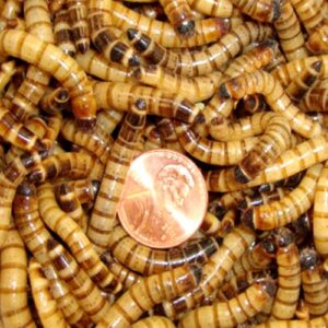 250ct live superworms, feed reptile, birds, fishing best bait