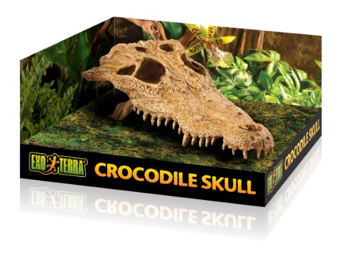 Exo Terra Terrarium Decor Croc Skull LQ, for Reptile and Amphibians