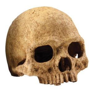 Exo Terra Terrarium Decor Primate Skull