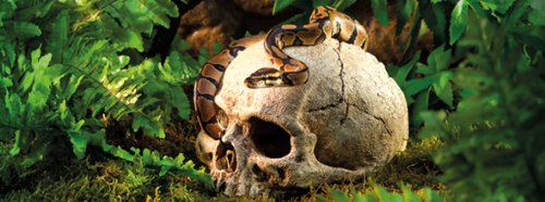 Exo Terra Terrarium Decor Primate Skull