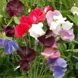 outsidepride fragrant annual lathyrus odoratus sweet peas royal mix climbing, vining, trailing cut flowers - 250 seeds