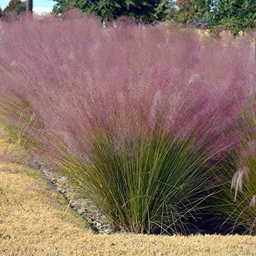 Outsidepride Muhlenbergia Capillaris Pink Muhly Ornamental Grass Plant for Beds, Borders, Containers, & Planters - 50 Seeds