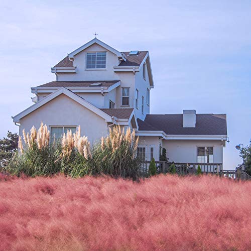 Outsidepride Muhlenbergia Capillaris Pink Muhly Ornamental Grass Plant for Beds, Borders, Containers, & Planters - 50 Seeds