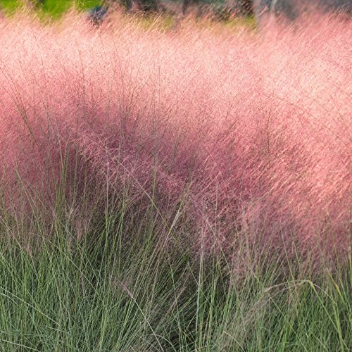 Outsidepride Muhlenbergia Capillaris Pink Muhly Ornamental Grass Plant for Beds, Borders, Containers, & Planters - 50 Seeds