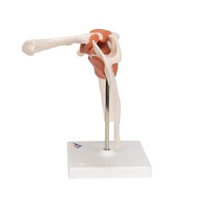 3B Scientific - Functional Shoulder Joint (Right)