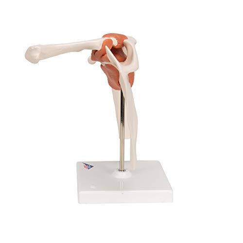 3B Scientific - Functional Shoulder Joint (Right)