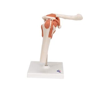 3B Scientific - Functional Shoulder Joint (Right)