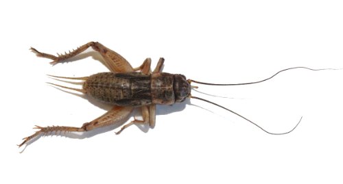 1000 Live Crickets - Medium 1/2" (Banded Cricket)