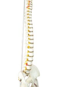 Wellden Medical Anatomical Classic Spine Model with Femur Heads, Flexible, Life Size, 80cm/31.5