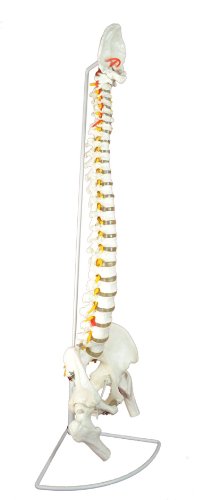 Wellden Medical Anatomical Classic Spine Model with Femur Heads, Flexible, Life Size, 80cm/31.5