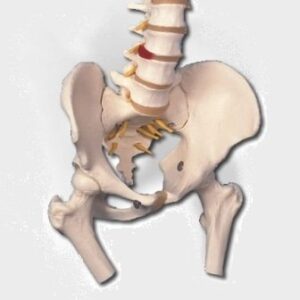 Wellden Medical Anatomical Classic Spine Model with Femur Heads, Flexible, Life Size, 80cm/31.5