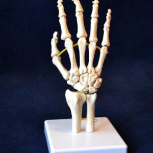 Wellden Product Medical Anatomical Hand Model, Life Size