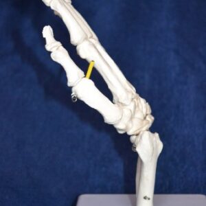 Wellden Product Medical Anatomical Hand Model, Life Size