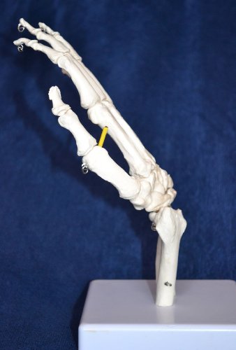 Wellden Product Medical Anatomical Hand Model, Life Size