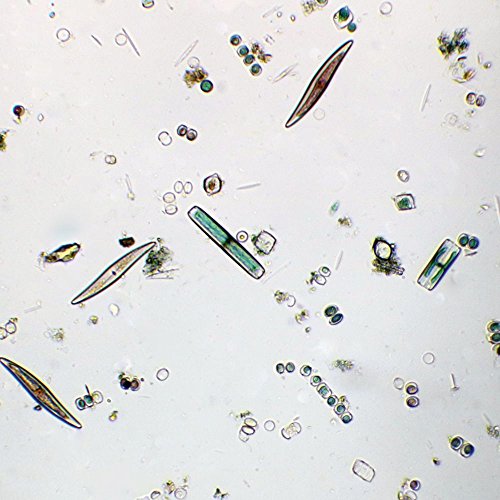 Marine Diatoms Slide, w.m.