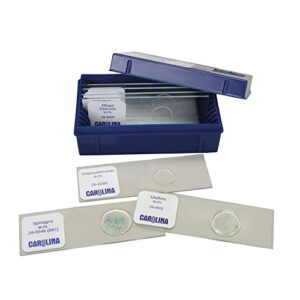 beginner's algae microscope slide set