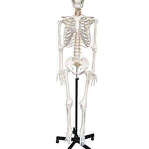 Wellden Medical Anatomical Human Skeleton Model, 170cm, Life Size, w/Nerves, Vertebral Arteries, Stand Included