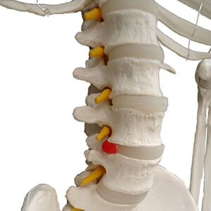 Wellden Medical Anatomical Human Skeleton Model, 170cm, Life Size, w/Nerves, Vertebral Arteries, Stand Included