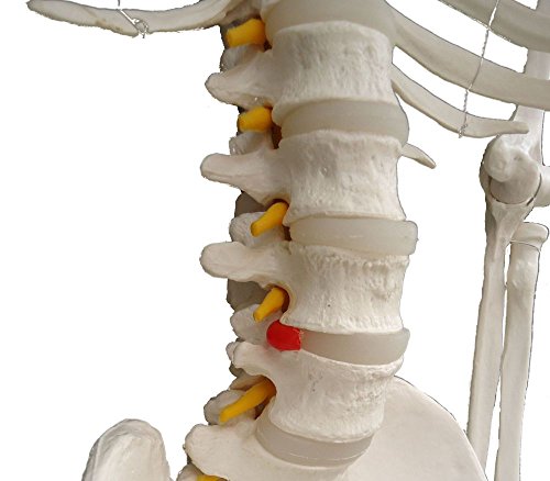 Wellden Medical Anatomical Human Skeleton Model, 170cm, Life Size, w/Nerves, Vertebral Arteries, Stand Included