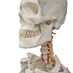 Wellden Medical Anatomical Human Skeleton Model, 170cm, Life Size, w/Nerves, Vertebral Arteries, Stand Included