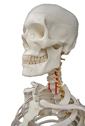 Wellden Medical Anatomical Human Skeleton Model, 170cm, Life Size, w/Nerves, Vertebral Arteries, Stand Included