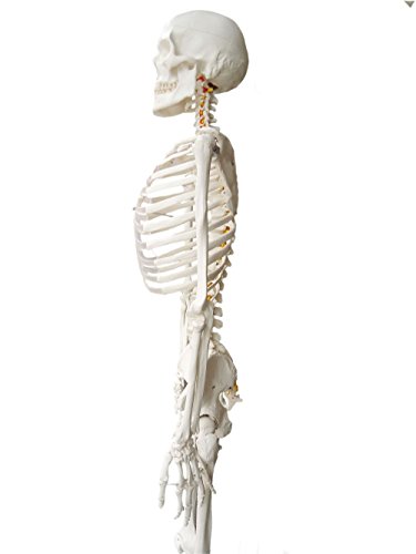 Wellden Medical Anatomical Human Skeleton Model, 170cm, Life Size, w/Nerves, Vertebral Arteries, Stand Included