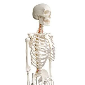 Wellden Medical Anatomical Human Skeleton Model, 170cm, Life Size, w/Nerves, Vertebral Arteries, Stand Included