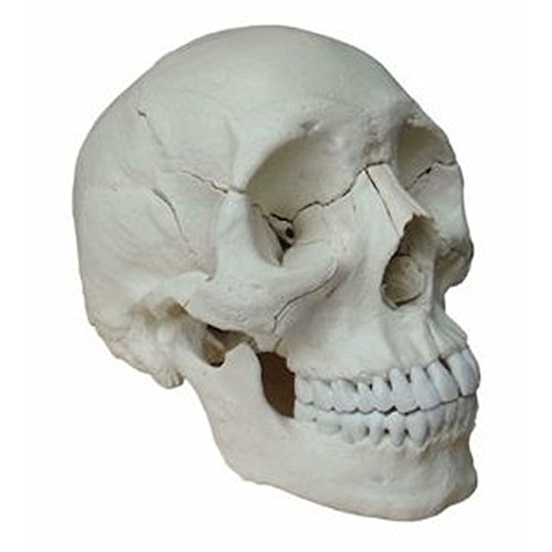 Wellden Medical Anatomical Adult Osteopathic Skull Model, 22-Part, Life Size, Bone Color