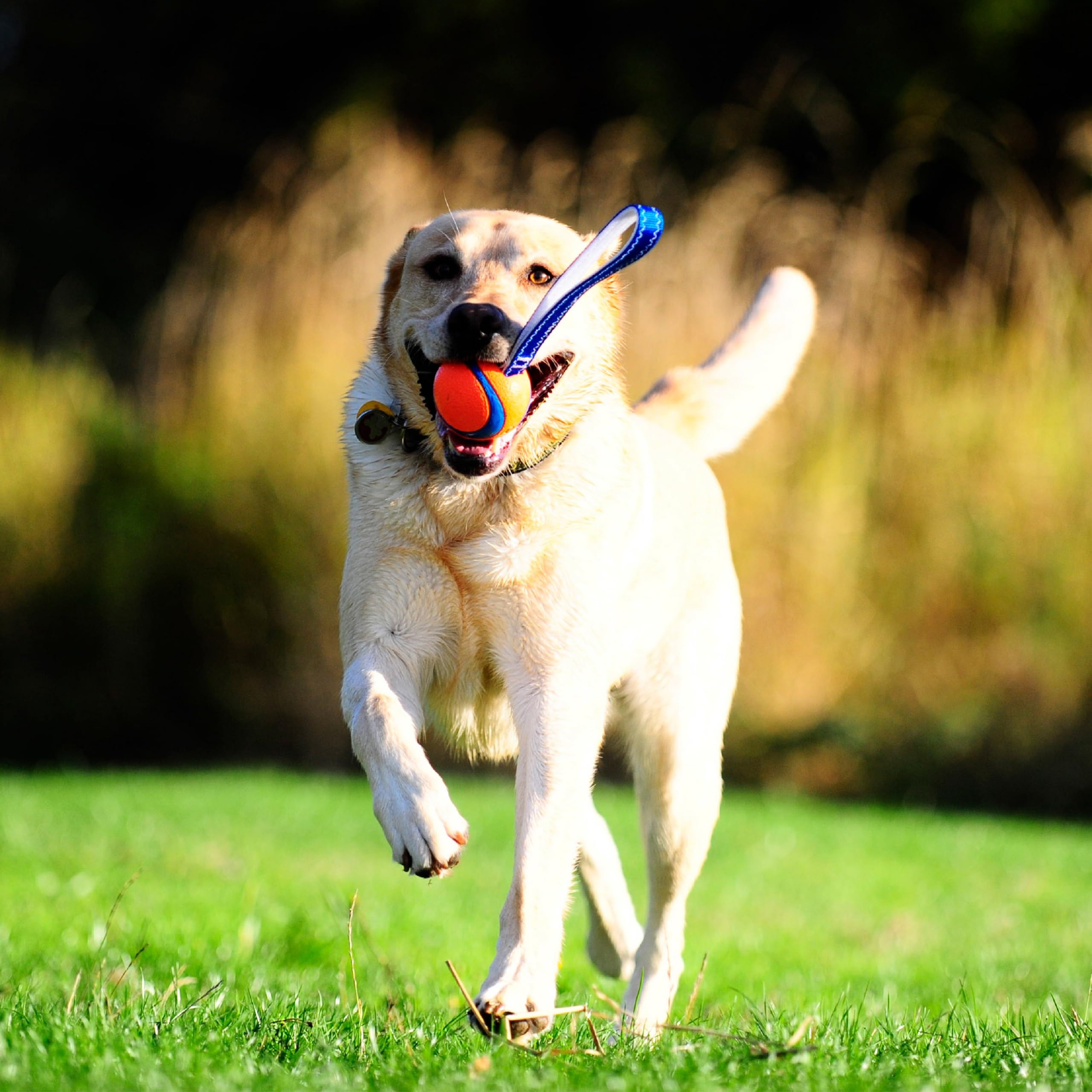 Chuckit! Ultra Tug Dog Toy, Medium Fetch and Dog Ball Tug Toy for Dogs 20-60 Pounds