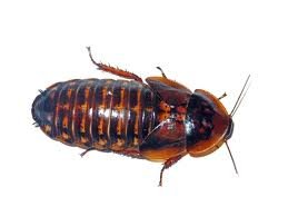 Dubia Roaches 100 Large