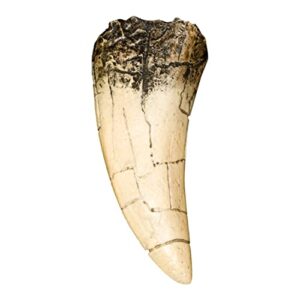 tyrannosaurus rex dinosaur tooth (recreation)