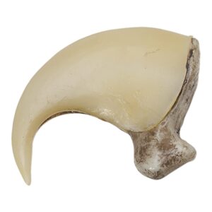 mountain lion claw (6.5cm) (museum quality replica)