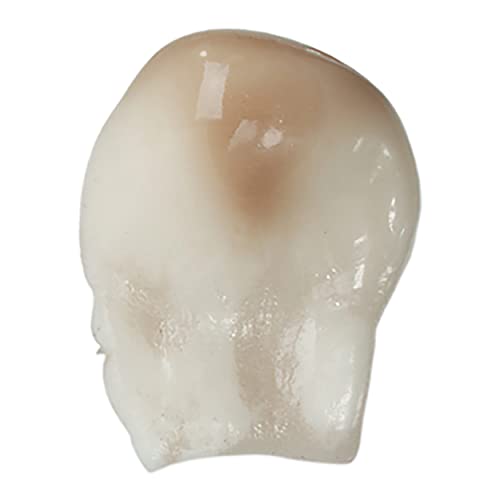 Replica Elk Canine Ivory Tooth