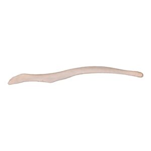 skulls unlimited red fox baculum (6.5cm) (natural bone)