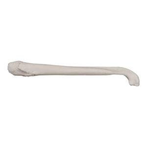 skulls unlimited american badger baculum (10cm) (natural bone)