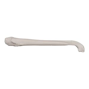 Skulls Unlimited American Badger Baculum (10cm) (Natural Bone)