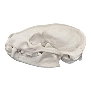 Real American Badger Skull A Quality