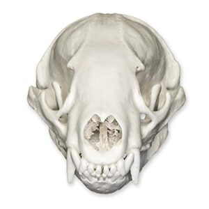 Real American Badger Skull A Quality