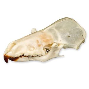 real shrew skull a quality