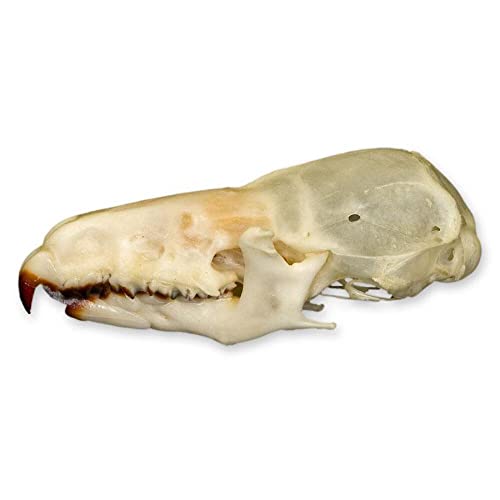 Real Shrew Skull A Quality